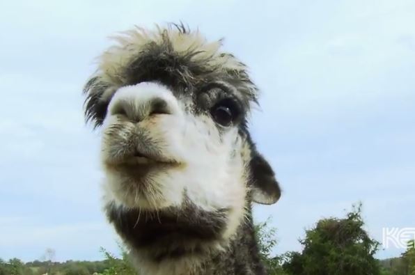 Eagle Bend Alpacas > KET